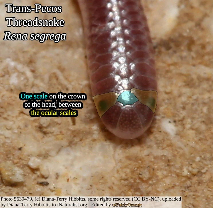 Type of snake? And how to care for it : r/snakes